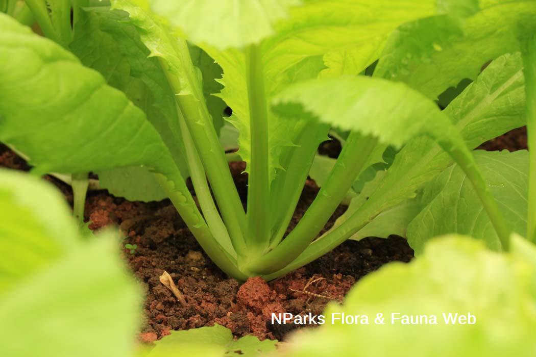 NParks | Brassica juncea Broad-leaf Mustard Group