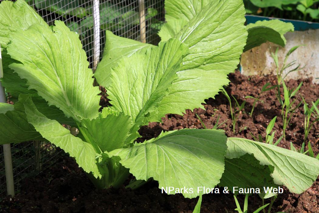 NParks | Brassica juncea Broad-leaf Mustard Group