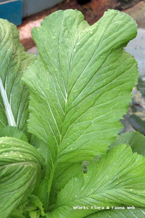 NParks | Brassica juncea Broad-leaf Mustard Group