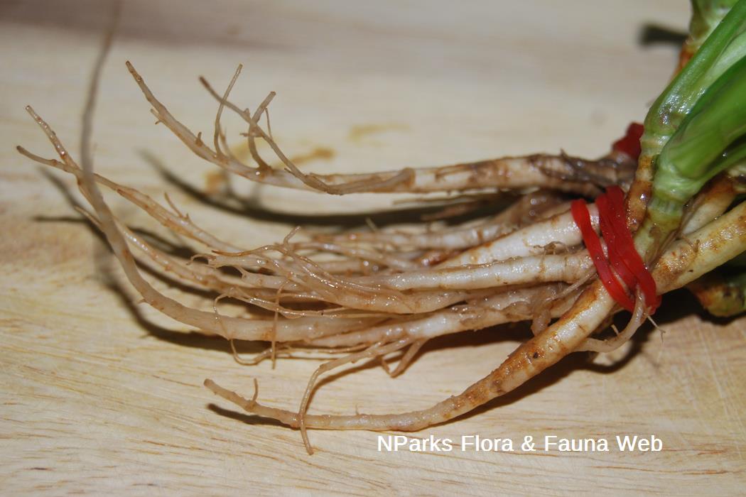 NParks | Coriandrum sativum