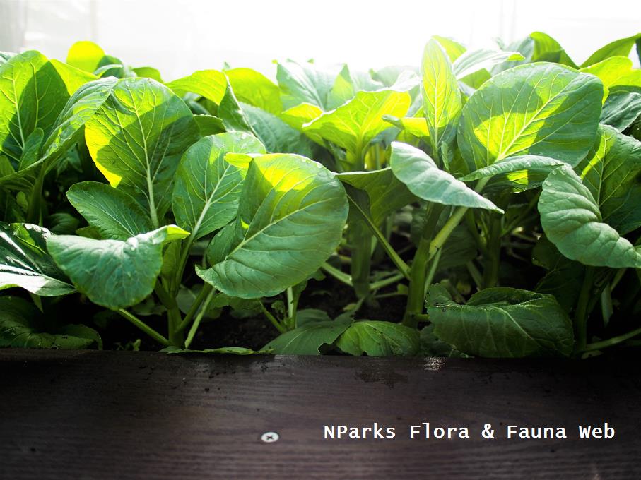 NParks | Brassica rapa Caisin Group [cai xin]