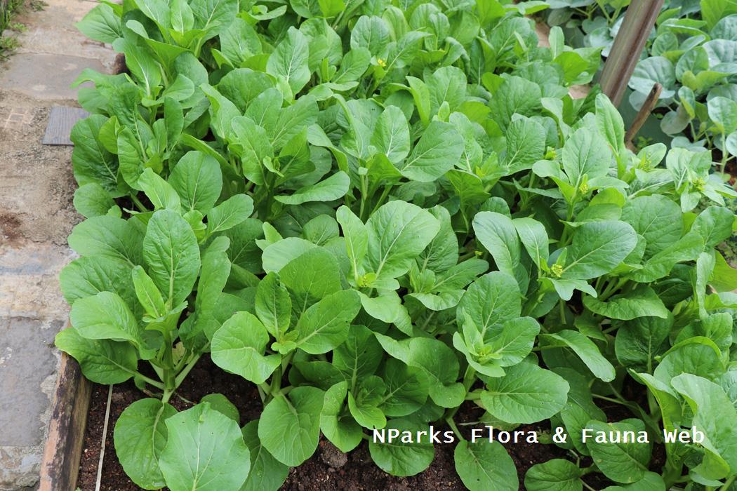 NParks | Brassica rapa Caisin Group [cai xin]
