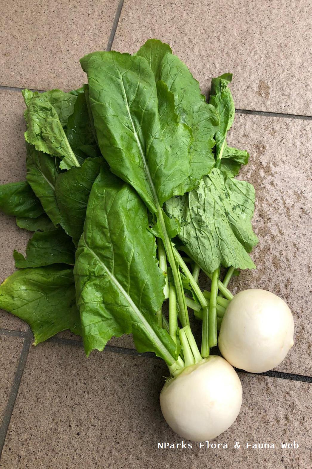 NParks | Brassica oleracea Acephala Group [curly kale]