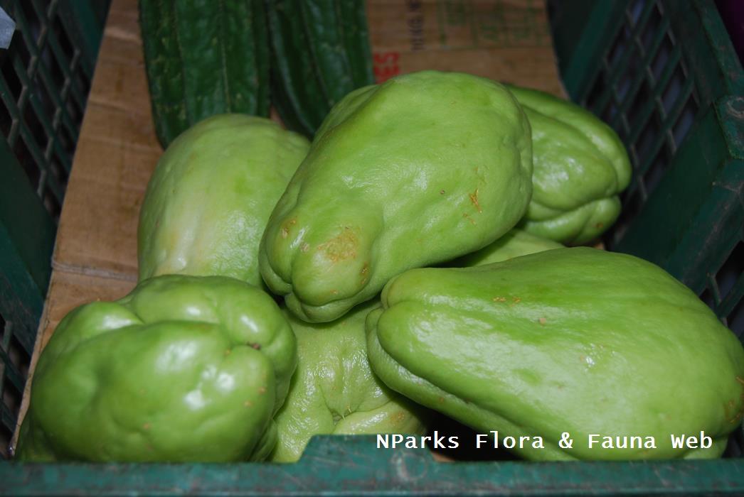 NParks | Sechium edule