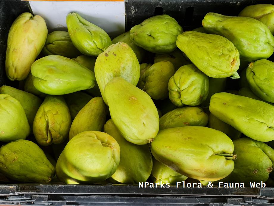 NParks | Sechium edule