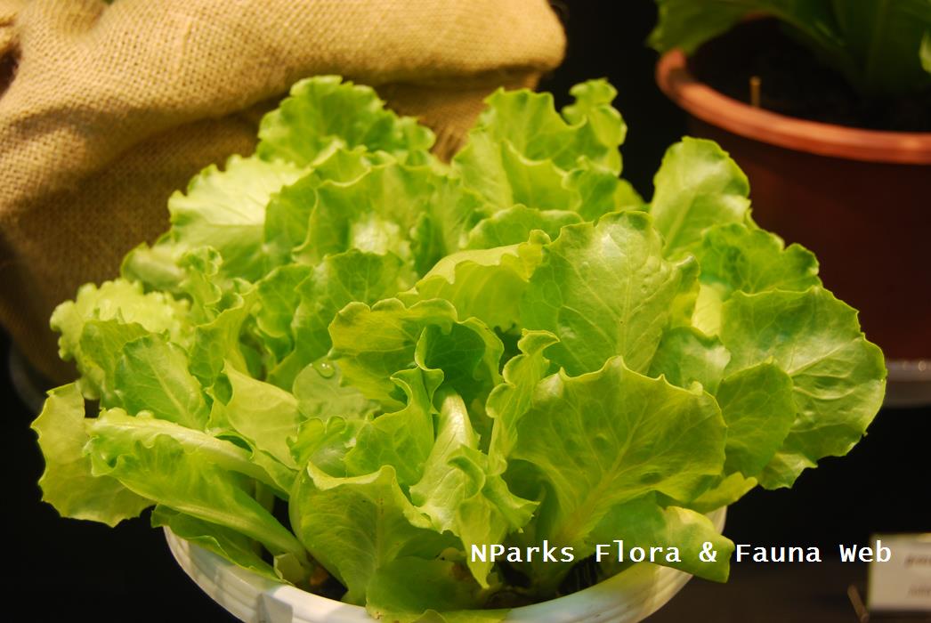 NParks | Lactuca sativa