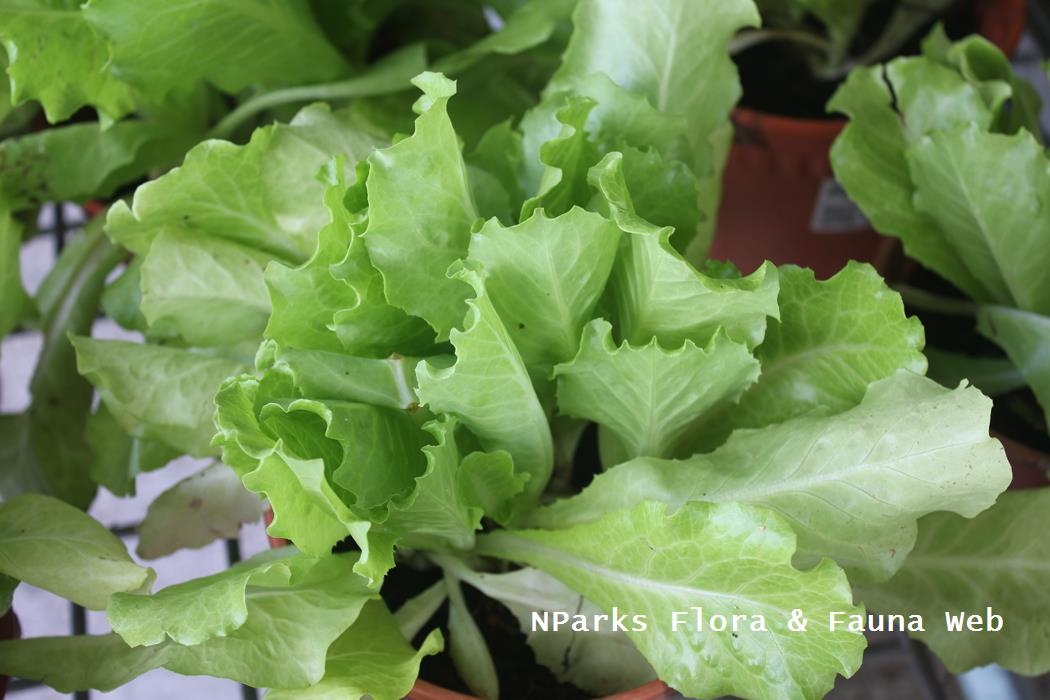 NParks | Lactuca sativa