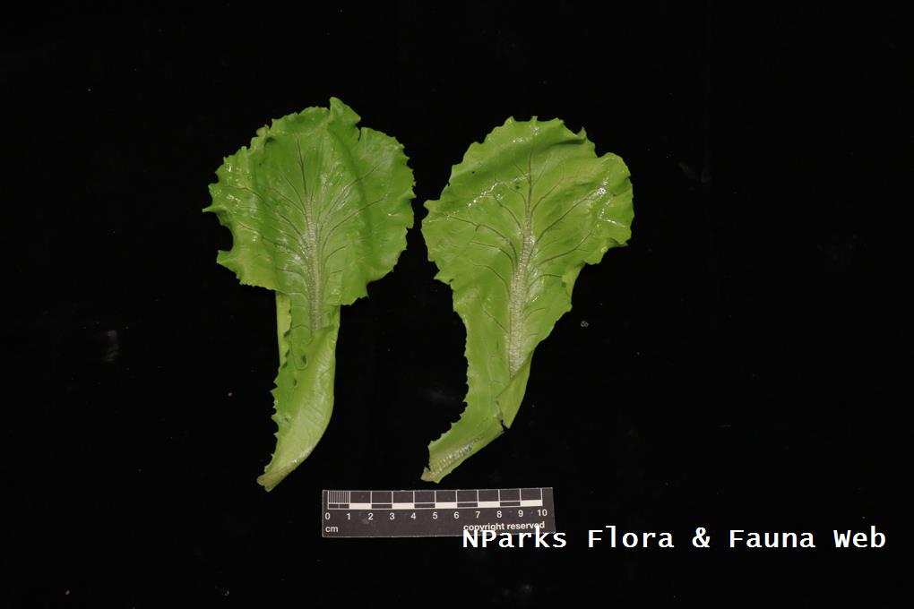 NParks | Lactuca sativa