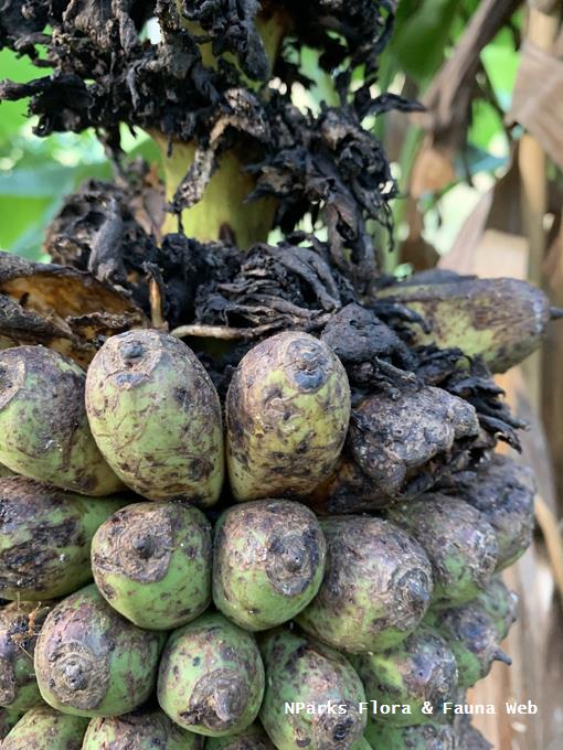 NParks | Musa 'Thousand Fingers'