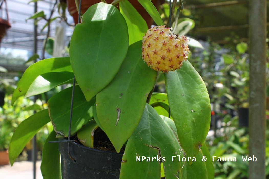 NParks | Hoya mindorensis 'Yellow'
