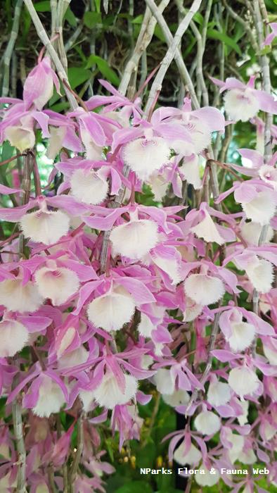 NParks | Dendrobium aphyllum