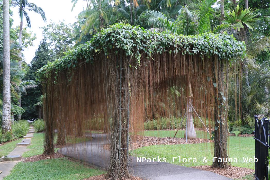 NParks | Cissus hastata