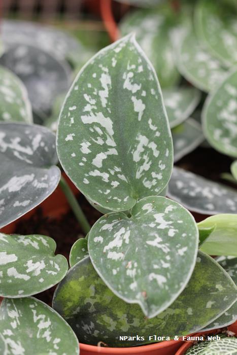 NParks | Scindapsus pictus