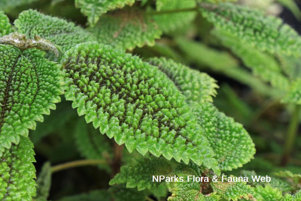NParks | Pilea mollis 'Moon Valley'