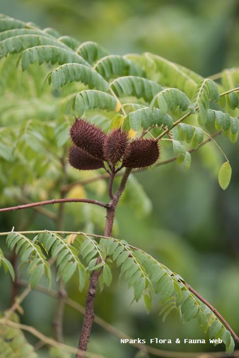 NParks | Guilandina bonduc