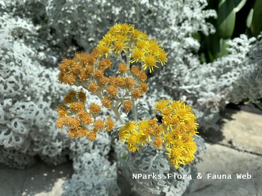 NParks | Jacobaea maritima