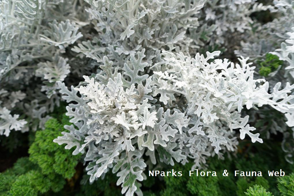 NParks | Jacobaea maritima