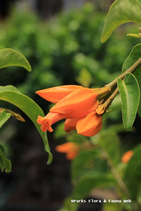 NParks | Juanulloa mexicana