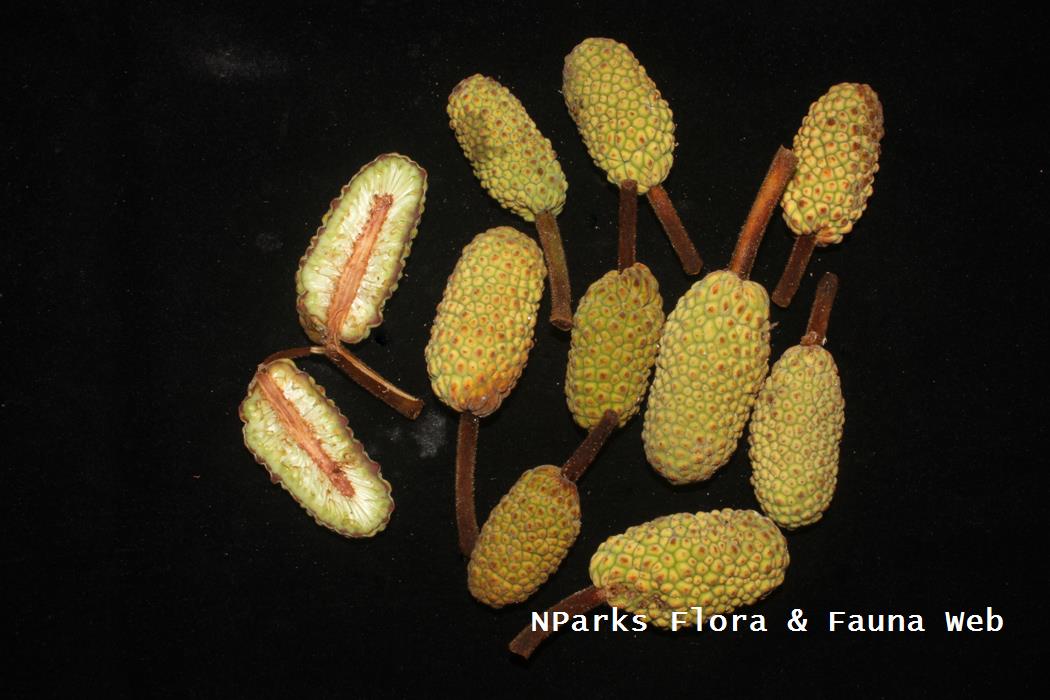 NParks | Artocarpus odoratissimus