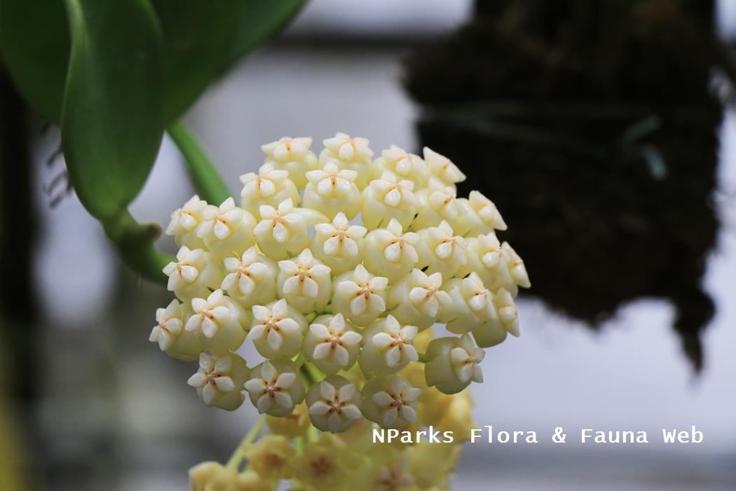 NParks | Hoya pachyclada