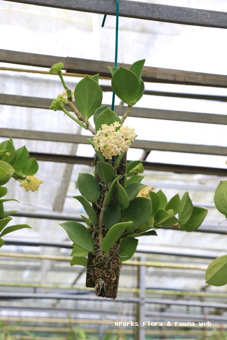 NParks | Hoya pachyclada