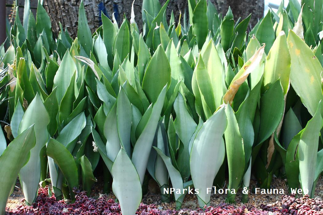 NParks | Dracaena 'Moonglow'