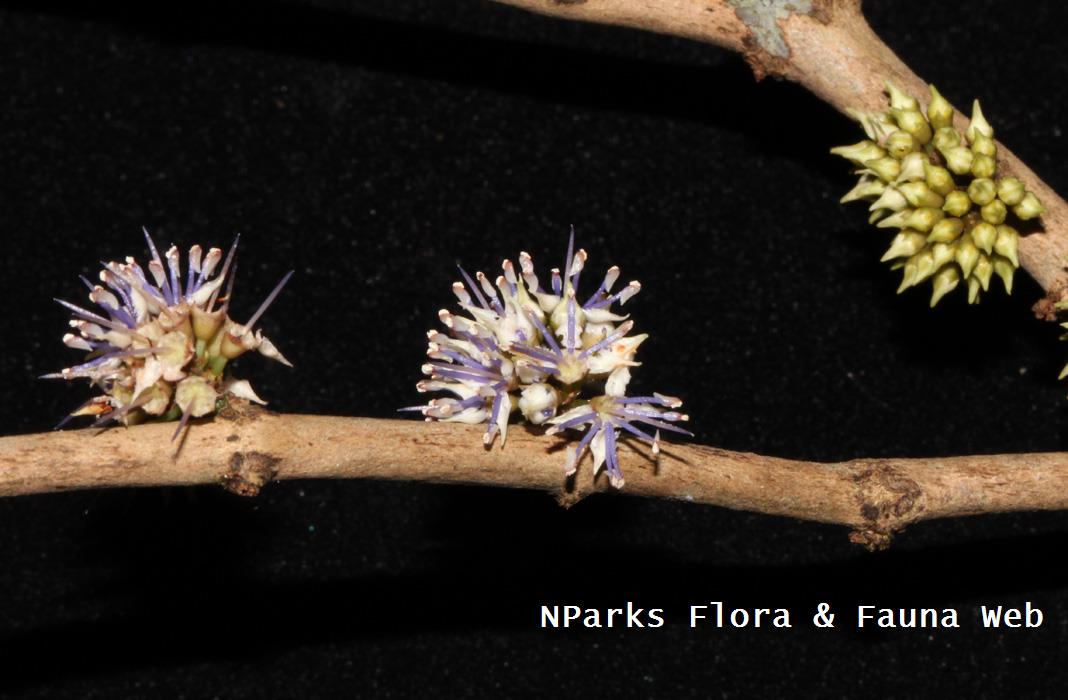 NParks | Memecylon lilacinum