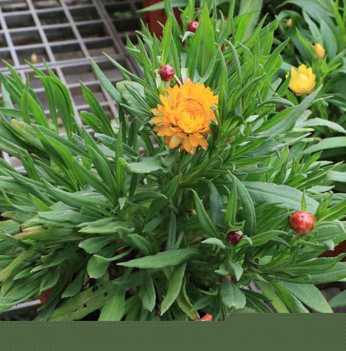 NParks | Parishia insignis