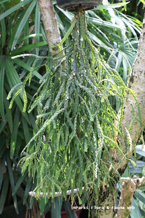 NParks | Phlegmariurus squarrosus