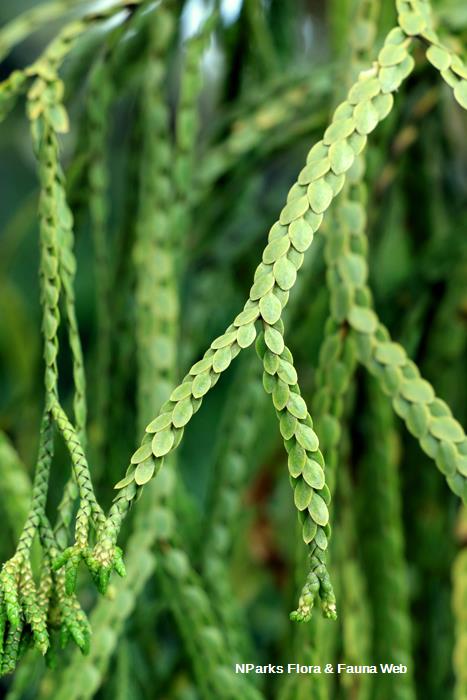 NParks | Phlegmariurus nummulariifolius