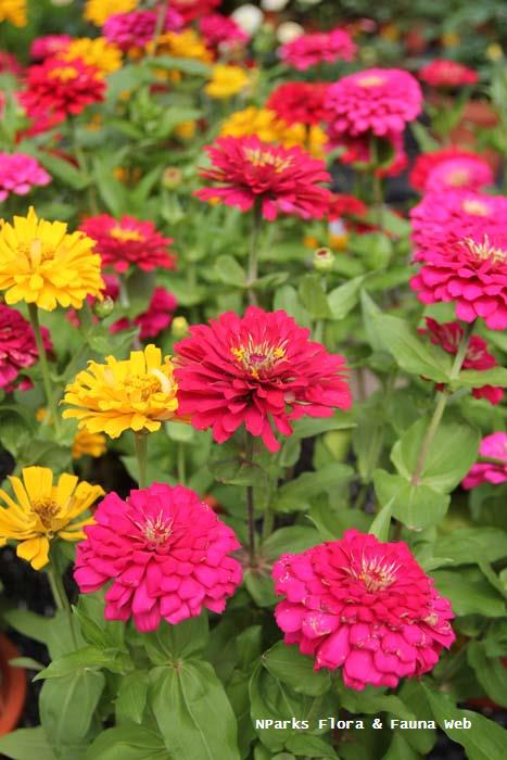 Zinnia Elegans