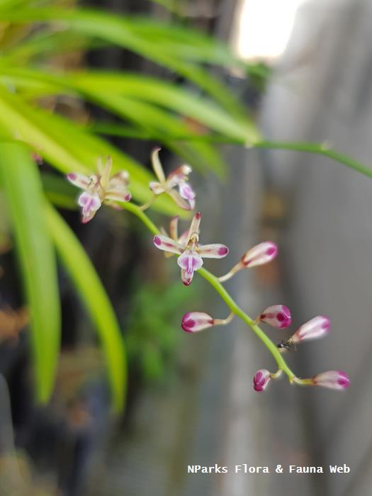 NParks | Acriopsis liliifolia