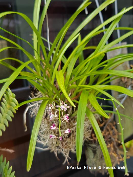 NParks | Acriopsis liliifolia