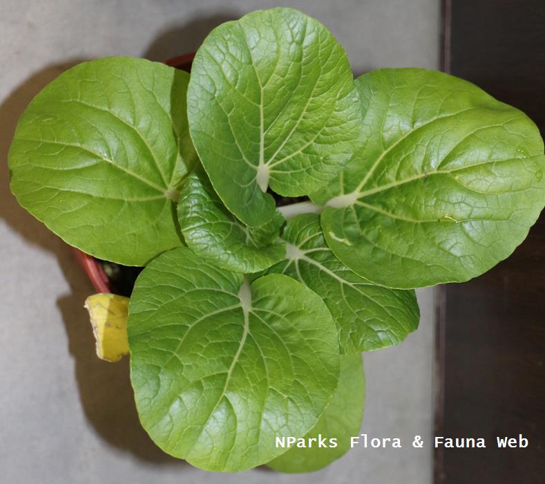 NParks | Brassica rapa Pak Choi Group [kow peck chye]