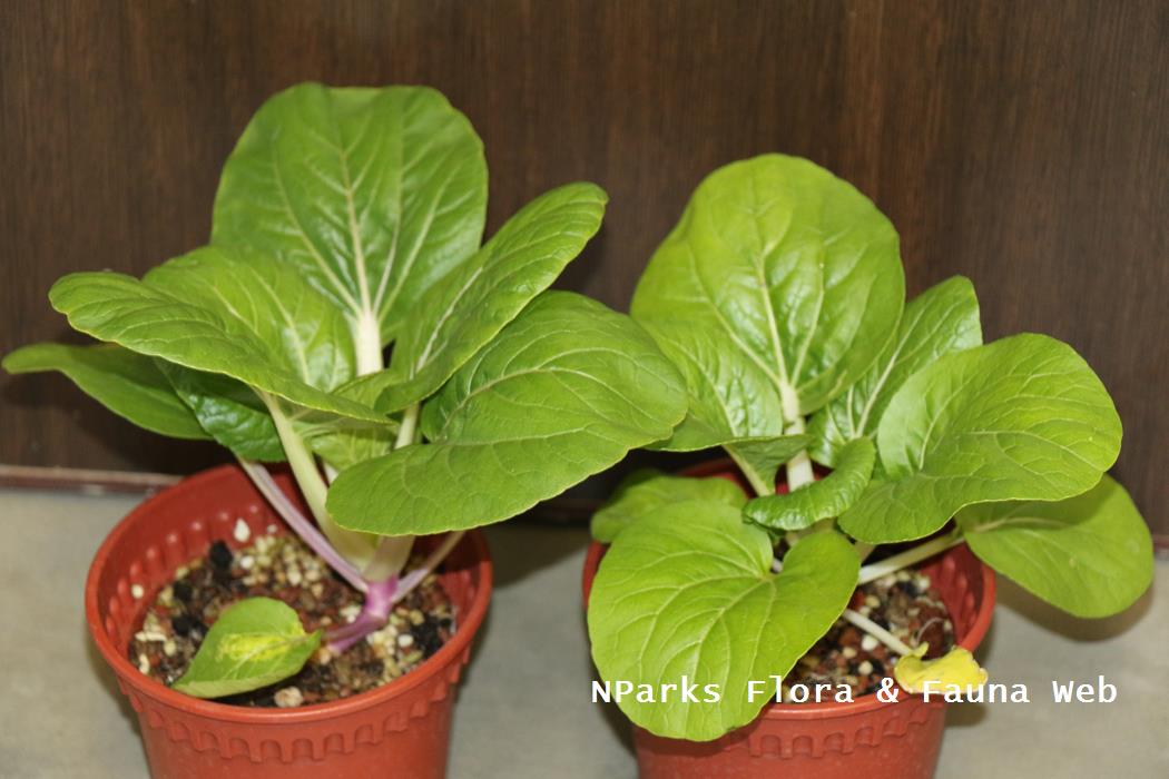 NParks | Brassica rapa Pak Choi Group [kow peck chye]