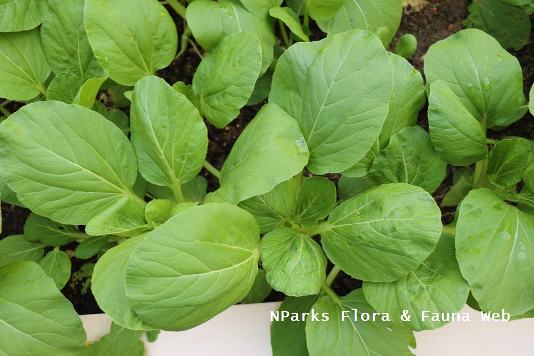 NParks | Brassica rapa Pak Choi Group [xiao bai cai]