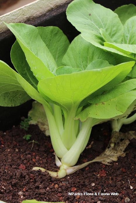 NParks | Brassica rapa Pak Choi Group [xiao bai cai]