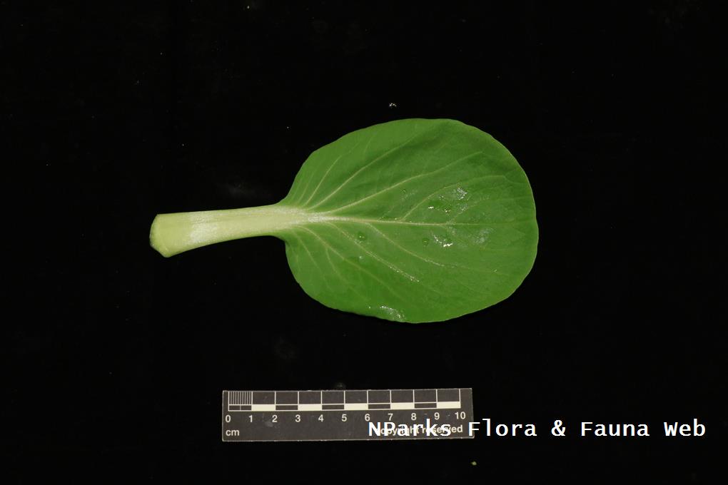 NParks | Brassica rapa Pak Choi Group [xiao bai cai]