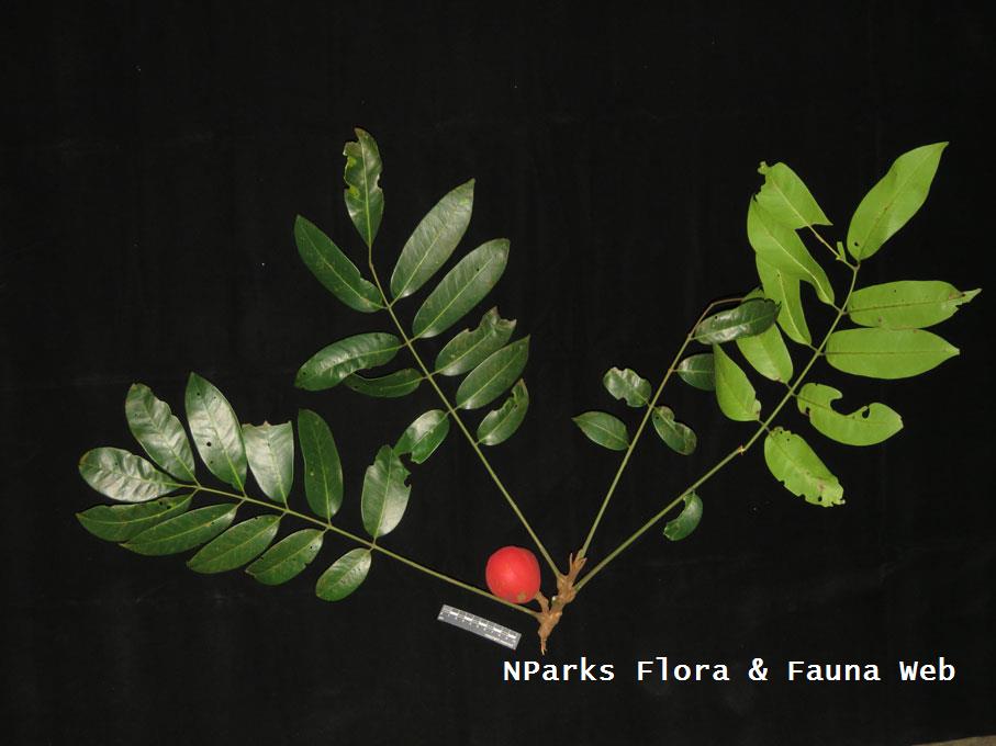 NParks | Aglaia macrocarpa