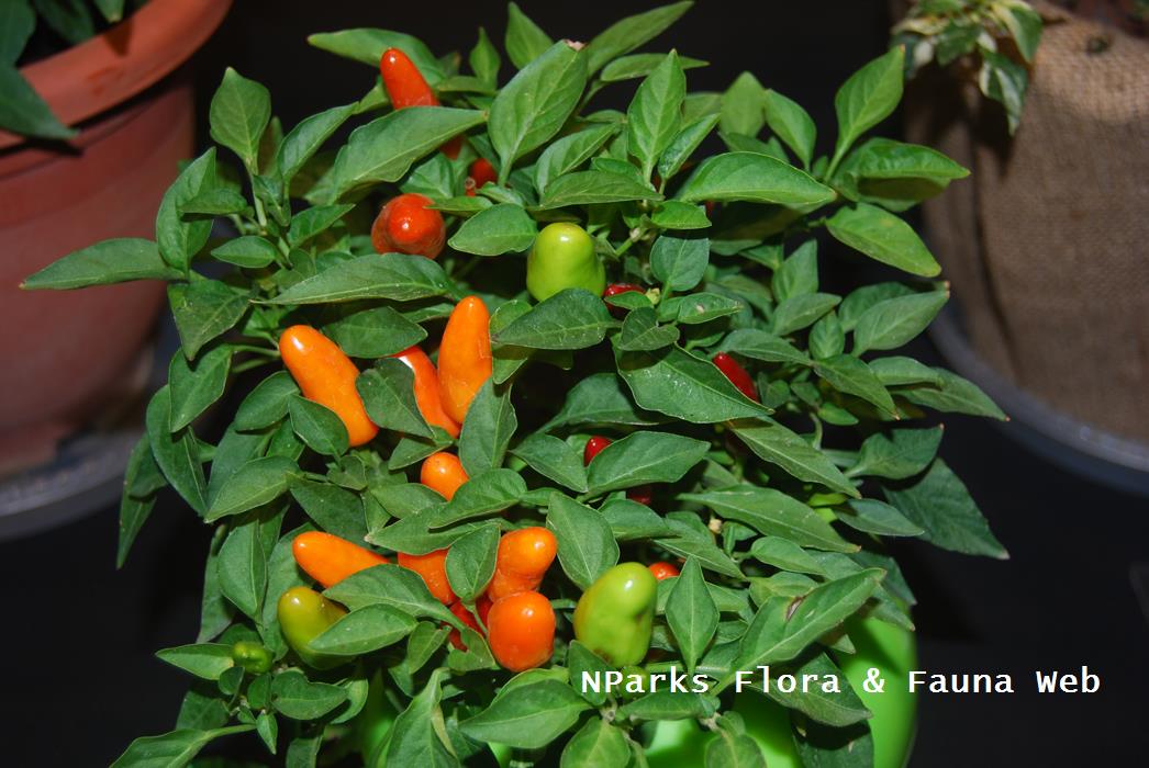 NParks | Capsicum annuum