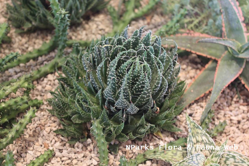 Outdoor & Gardening Plants 6 Aristaloe aristata Home & Living etna.com.pe