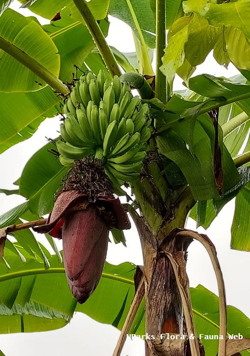 NParks | Musa acuminata var sumatrana
