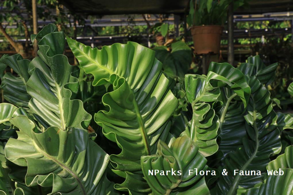 NParks | Asplenium nidus var plicatum