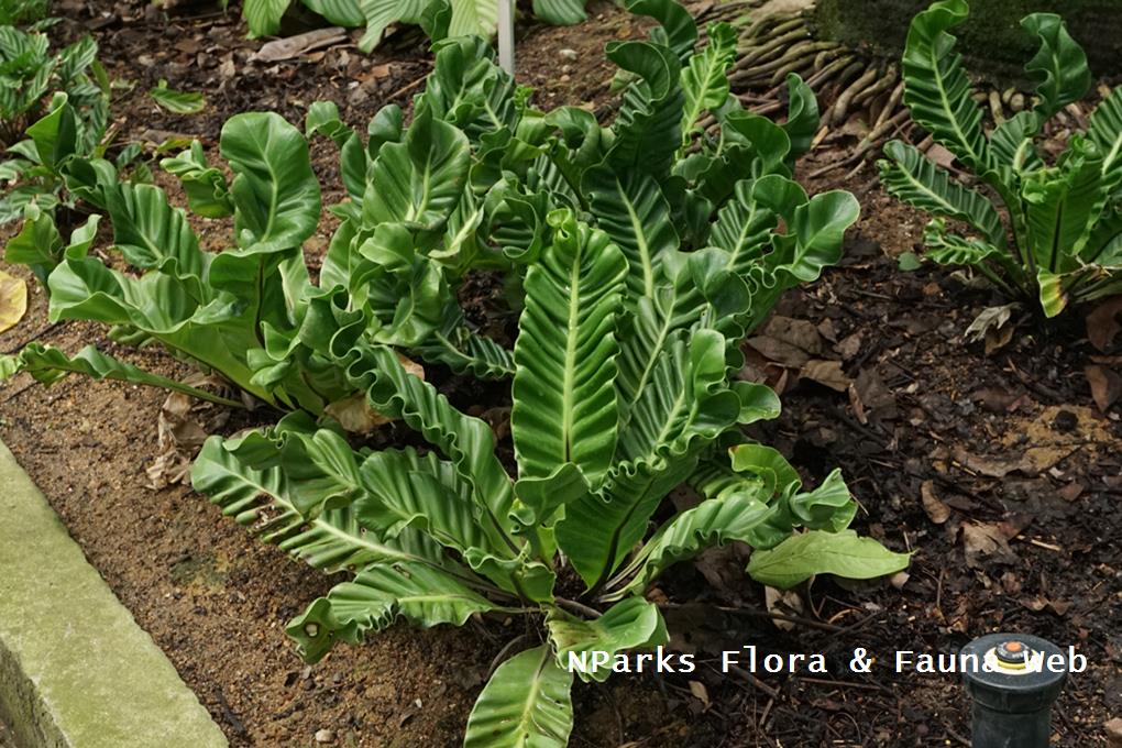 NParks | Asplenium nidus var plicatum