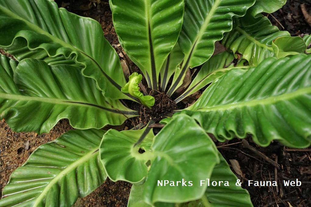 NParks | Asplenium nidus var plicatum