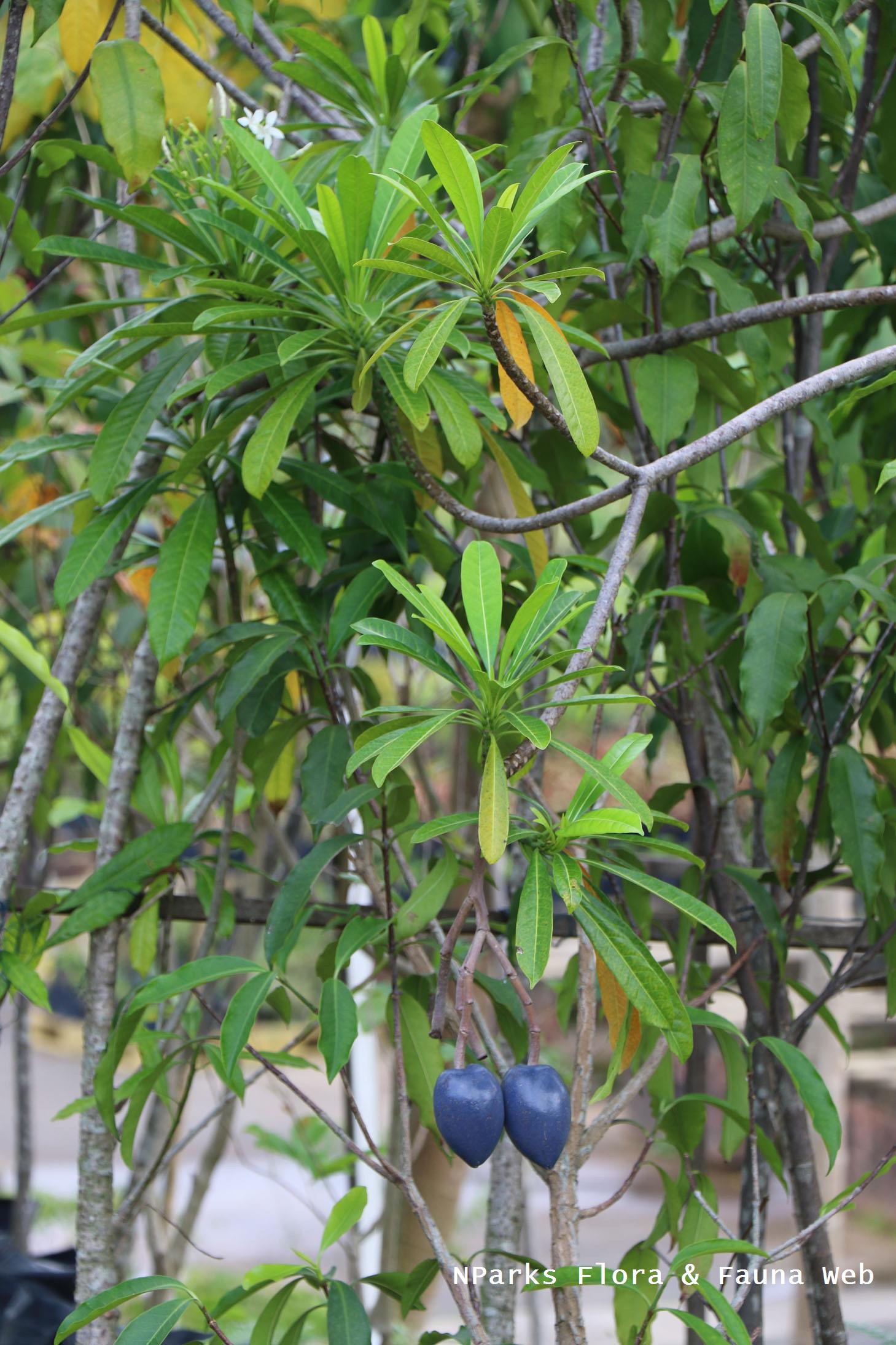 NParks | Cerbera floribunda