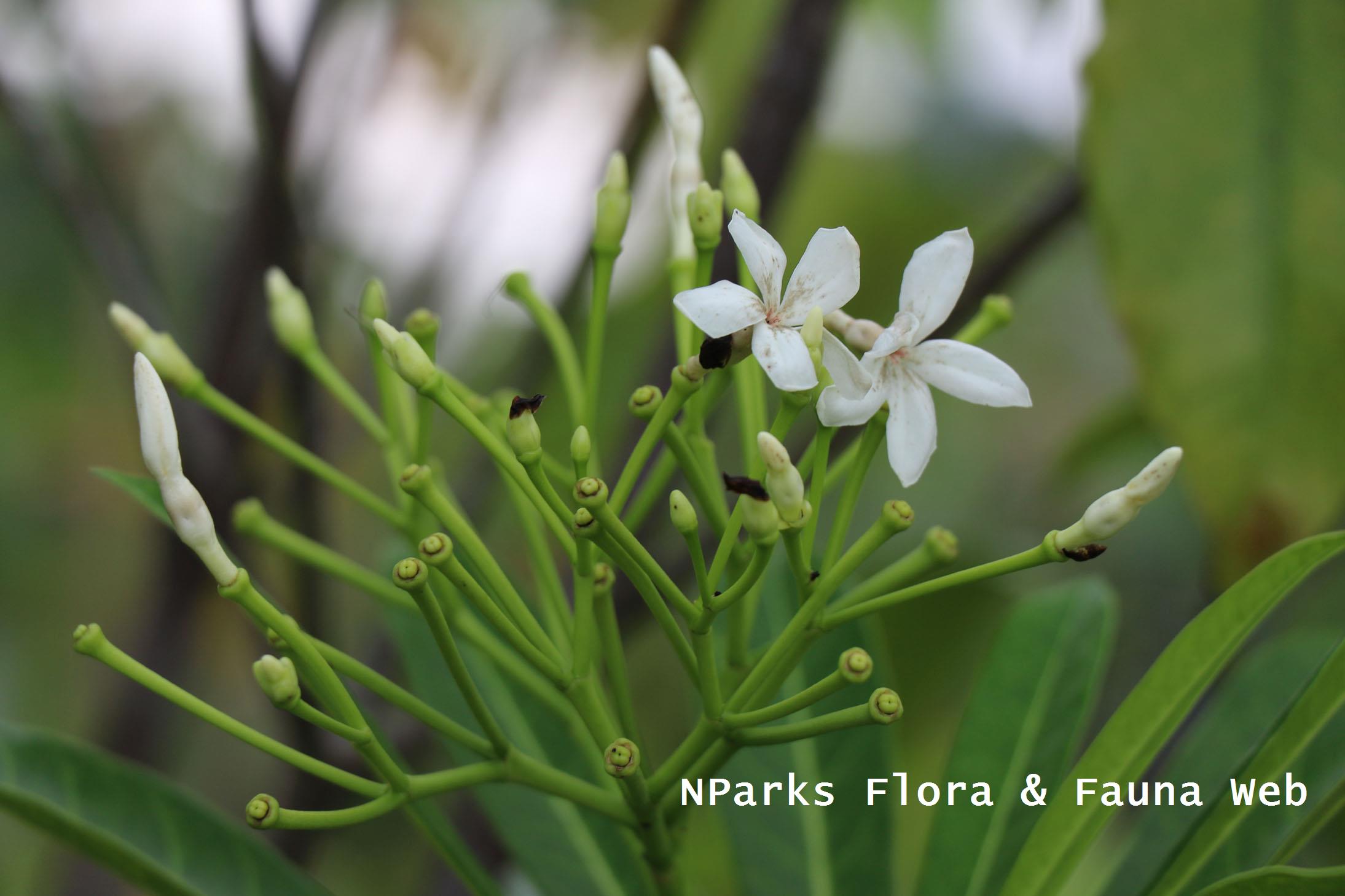 NParks | Cerbera floribunda
