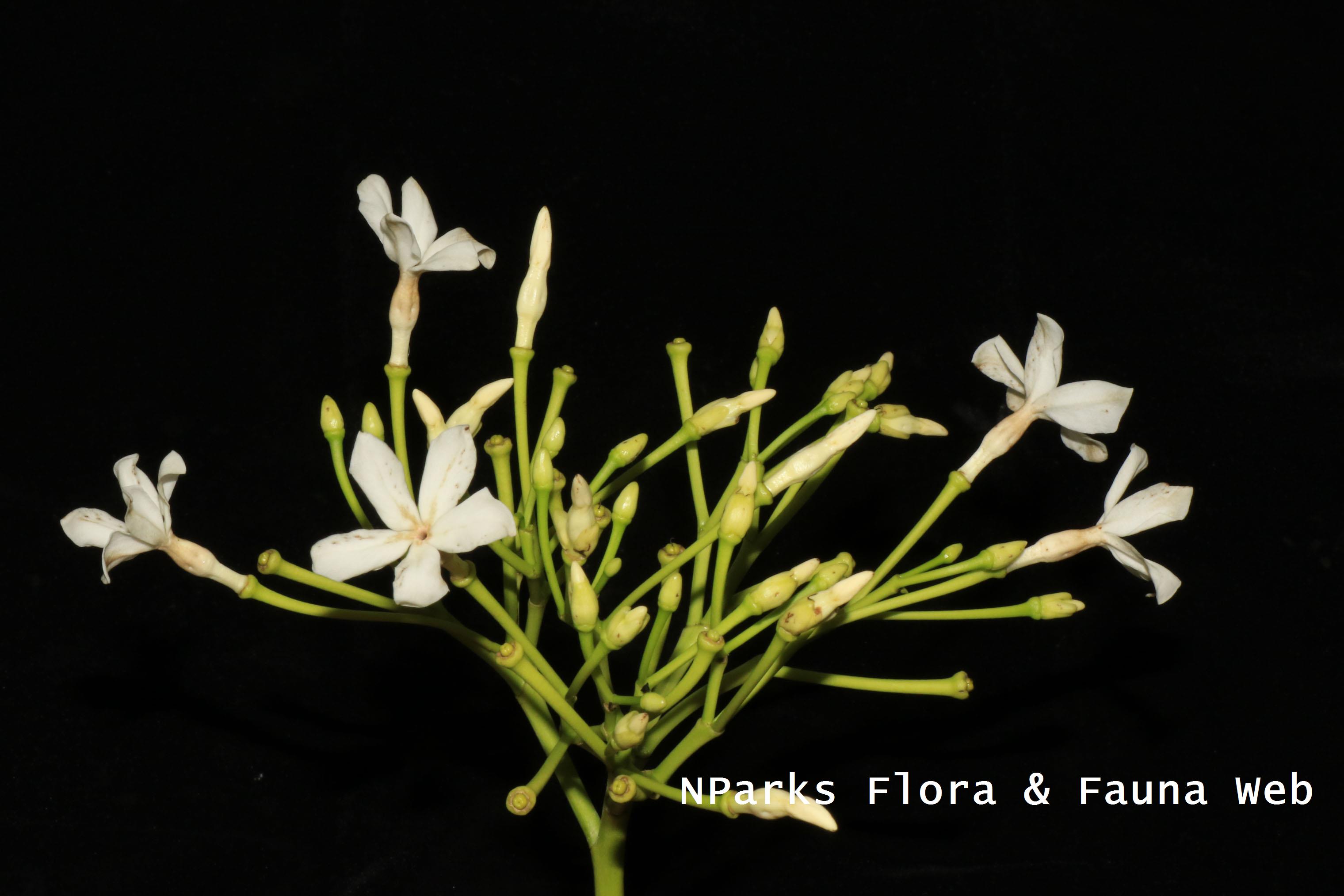 NParks | Cerbera floribunda