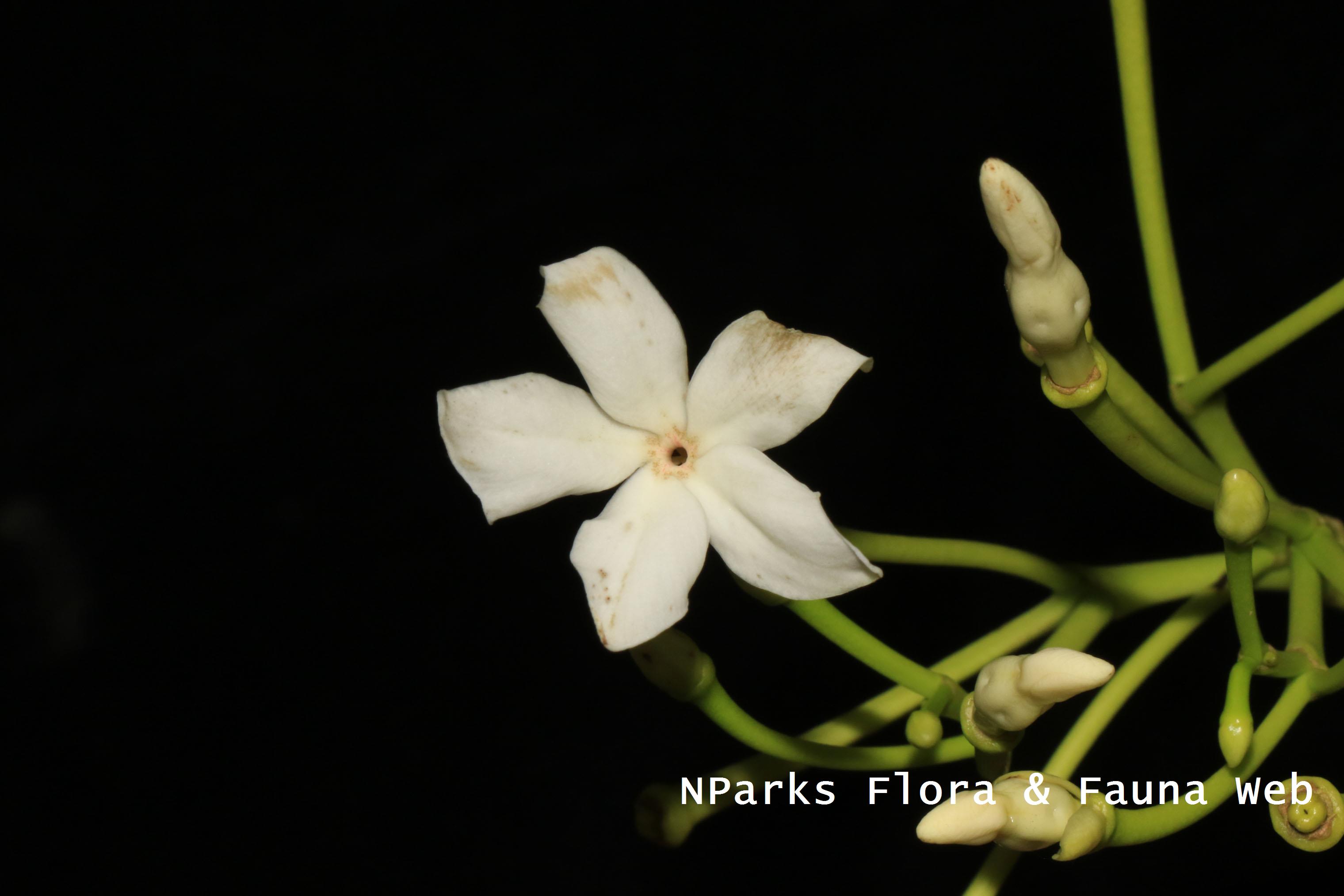 NParks | Cerbera floribunda