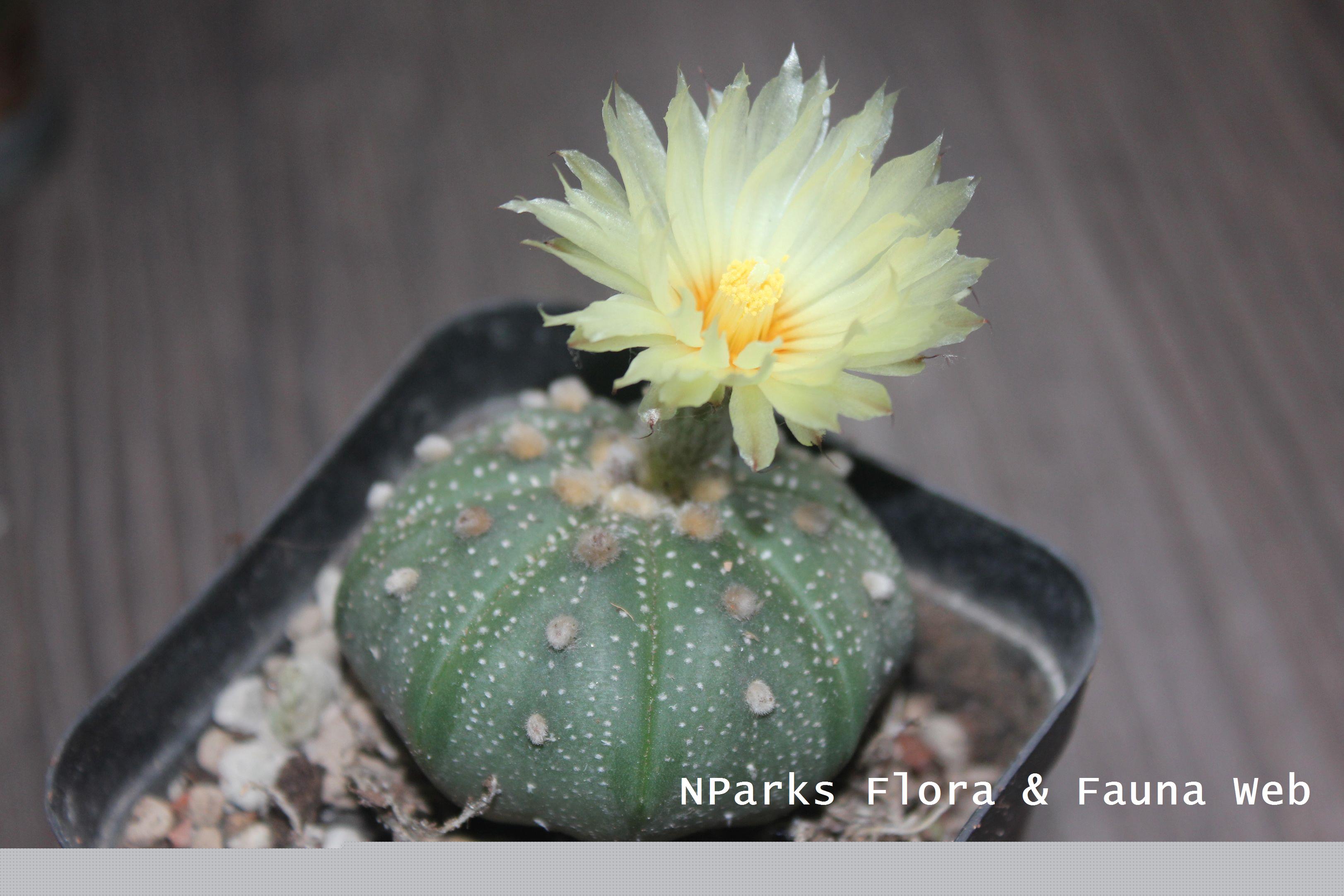 Asteria Flower | Best Flower Site